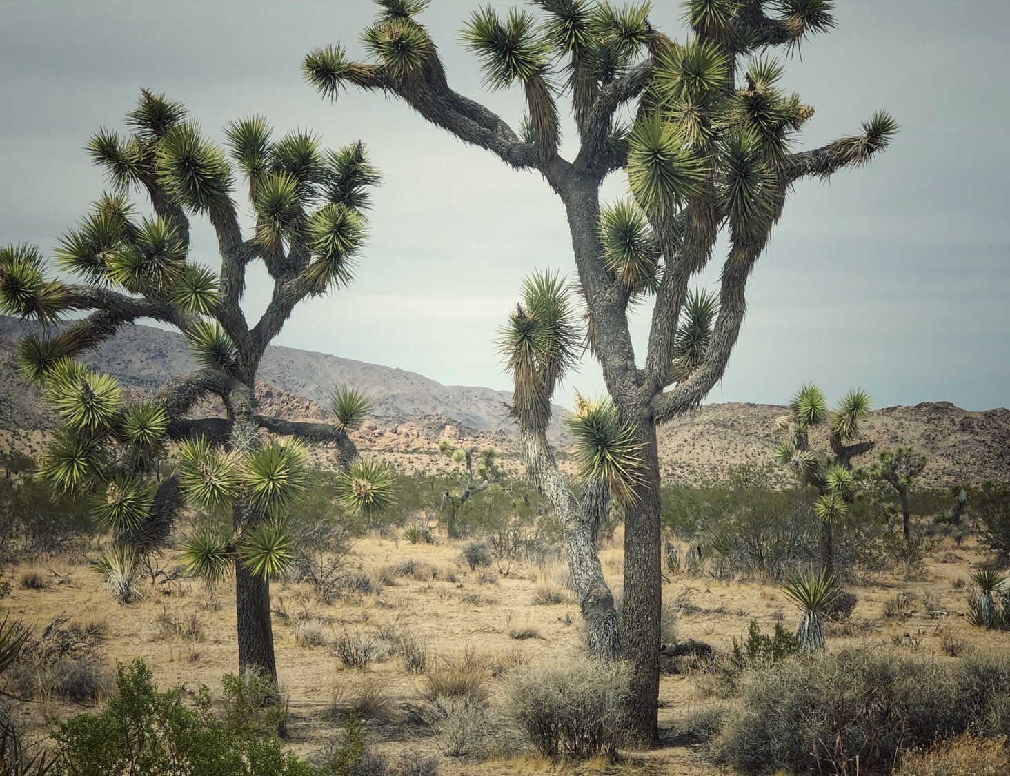 Joshua Tree National Park – Palm Tree Oasis in the Middle of the Desert ...